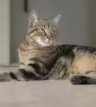 Lihtne lühike kokkuhoid kass