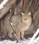 Тръстика котка