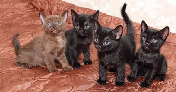 Fyra kattunge Bombetsev