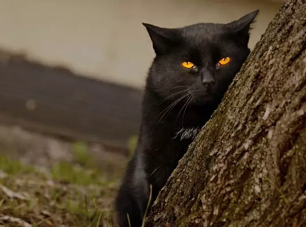 एक पेड़ के पीछे काली बिल्ली