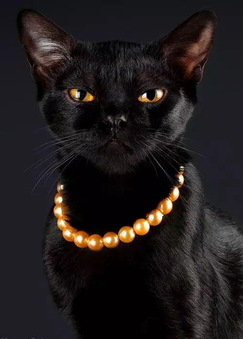 Fekete macska gyöngyökben