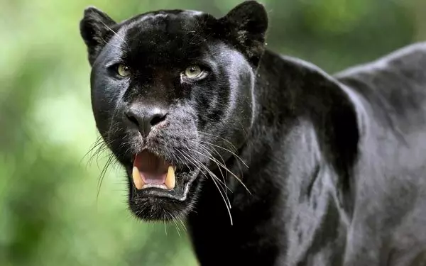 Црна Пантер
