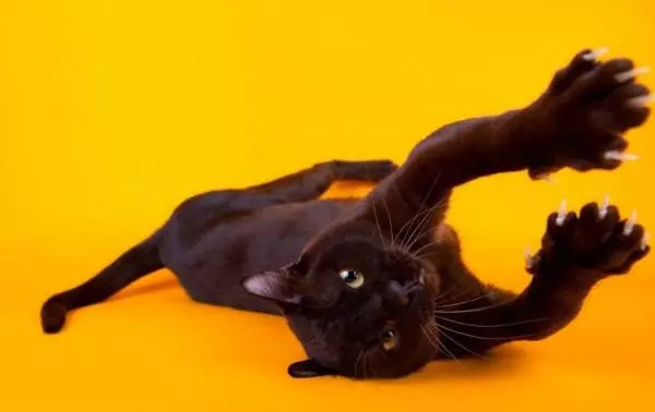 Bombėjusa katė demonstruoja nagus