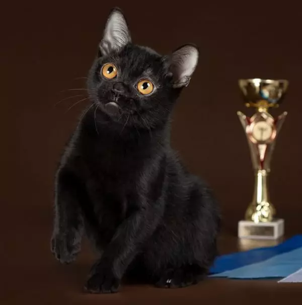 Bombay Cat mit Cup