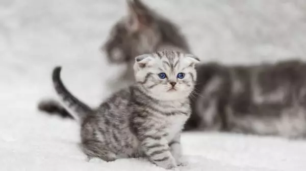 Kitten Scottish Fold Breed