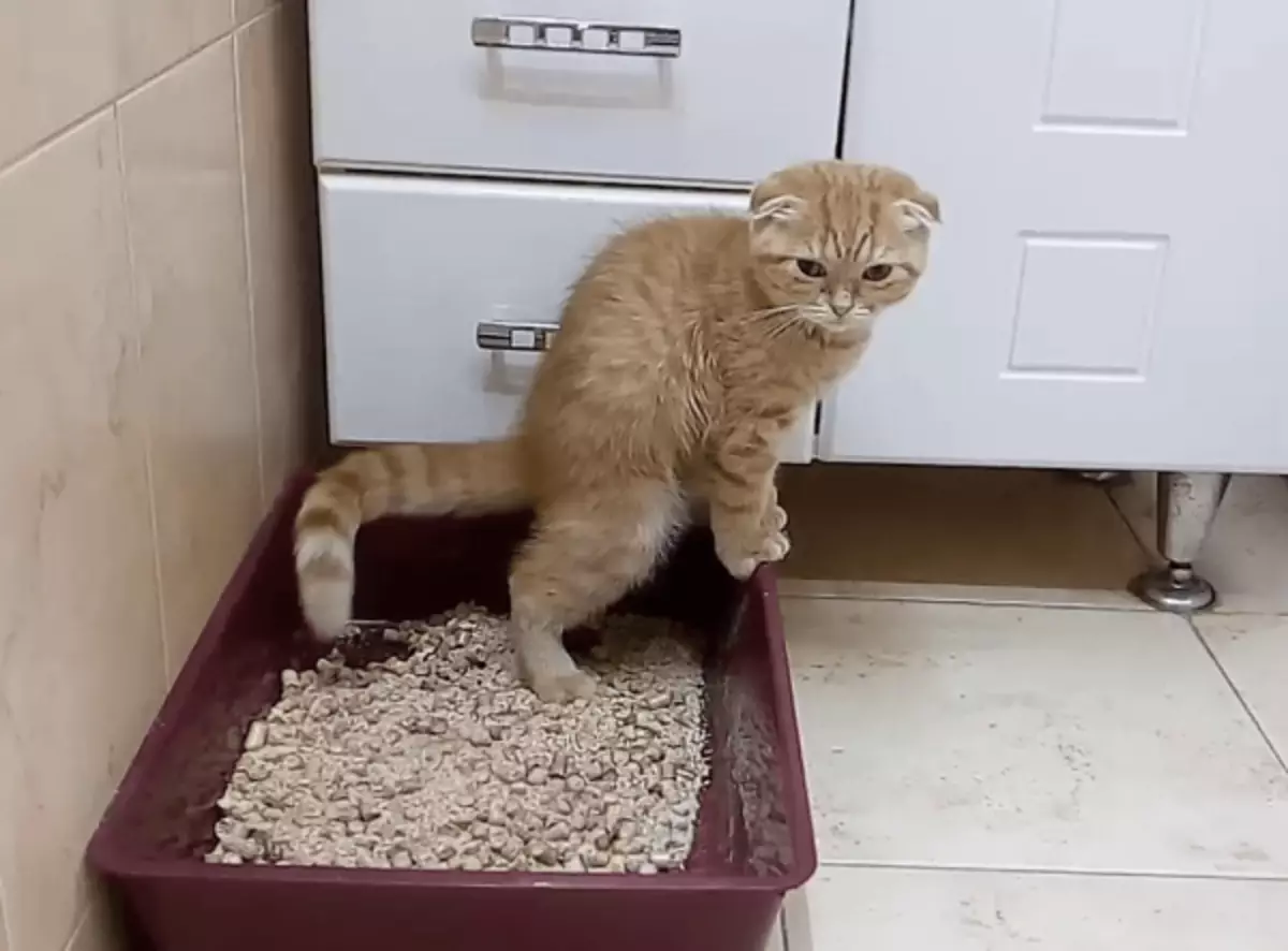 Melu kucing ing tray