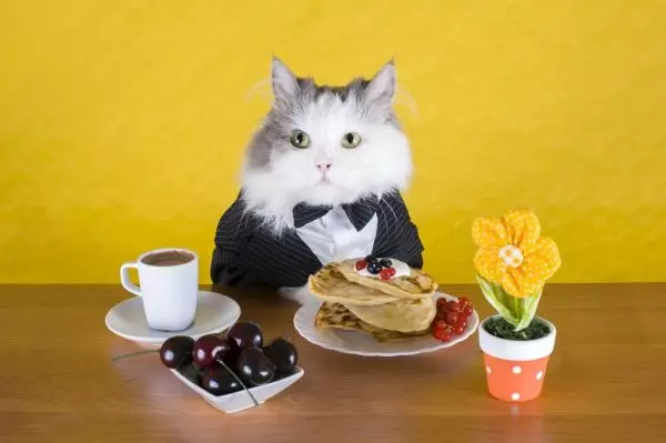 Kat i en dragt ved bordet