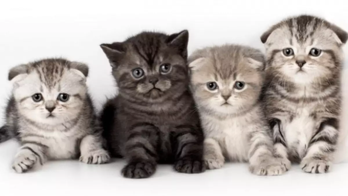 Kittens շոտլանդական ծալովի ցեղատեսակ