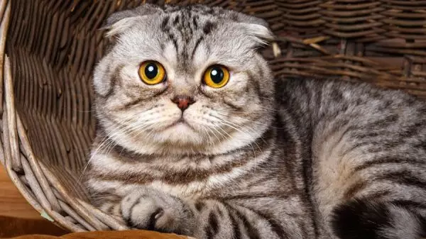 Scottish Fold Cat: Tegn, Beskrivelse av rasen enn å mate Hvordan velge et kattunge, Foto, Slik kaller du Scottish 2923_18