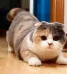 Kucing lipatan tiga warna