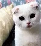 Valge klapp kass