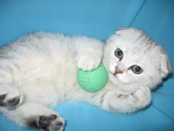 Piega il gattino con una palla