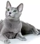 Rus mavi kedi