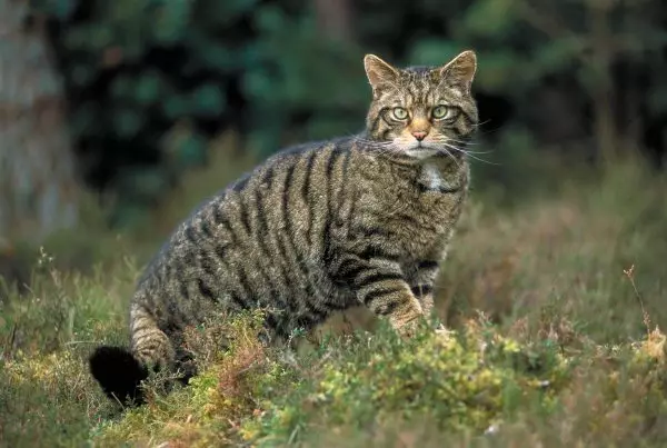 Wild forest cat: larawan, varieties at mga pamagat, character at lifestyle, pag-aanak pusa