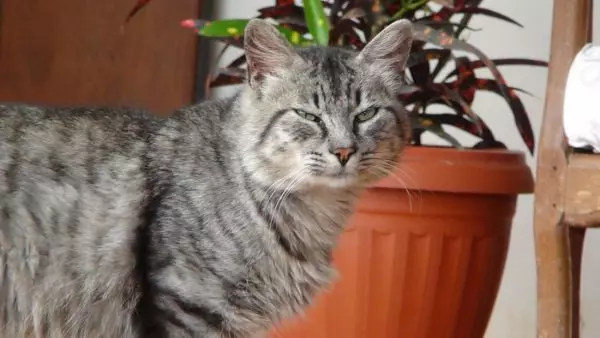 Прыручаны лясны кот стаіць у пакоі побач з кветкавым чыгуном