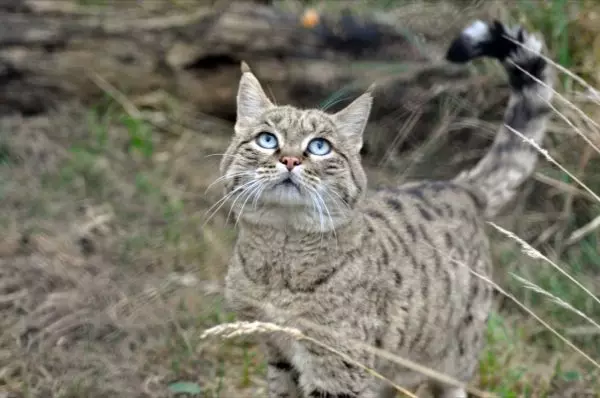 Еўрапейскі лясны кот варта, гледзячы ўверх