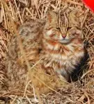 Amur ტყის კატა ზის მშრალი ბალახის