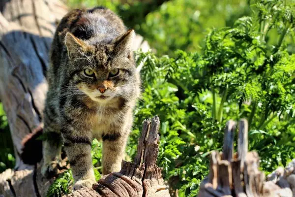 İskoç orman kedisi bir kütüğe gidiyor