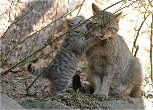 Каўказская лясная кошка гуляе з котёнком