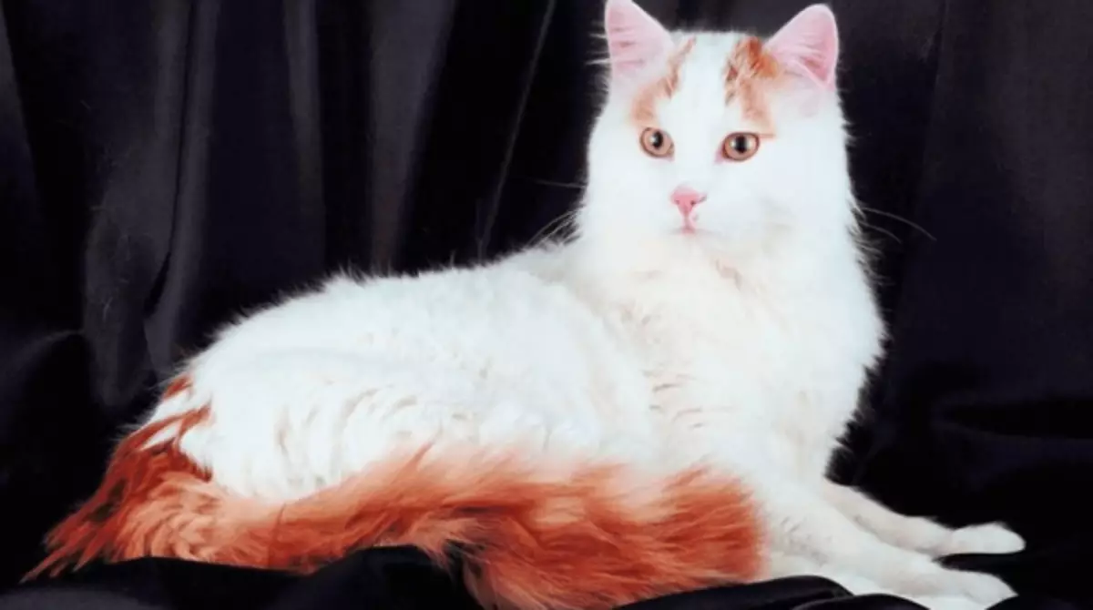 I-Turkish Van ilele