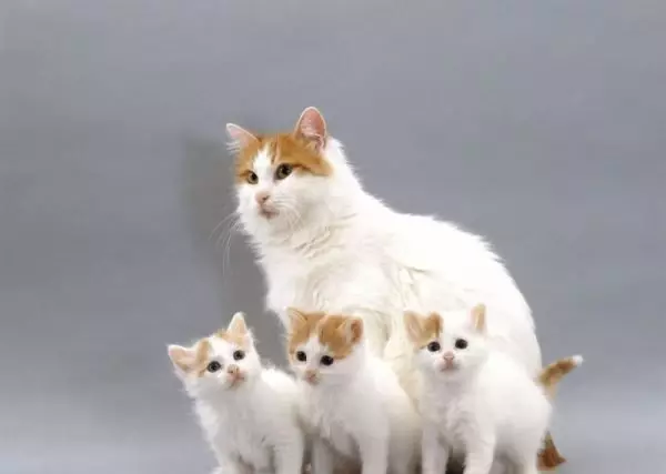 बिल्ली के बच्चे के साथ बिल्ली वांग