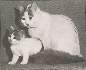 Første van katt med kattunge