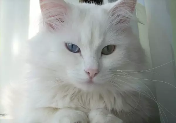 Baltā angoras kaķis