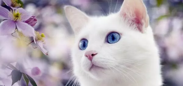 Angora aux yeux bleus