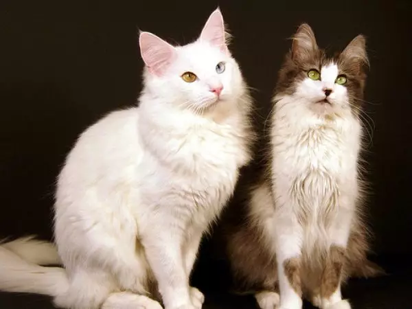 Mèo và mèo angora