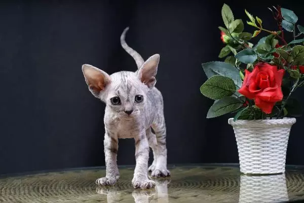 Kitten Devon Rex and Artificial Rose