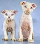 دو گربه نژاد Poodoquet