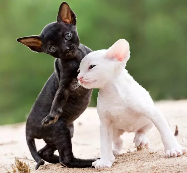 بچه گربه های سیاه و سفید رکس