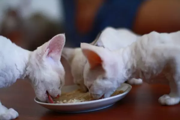 Kittens Rexes eat saucer