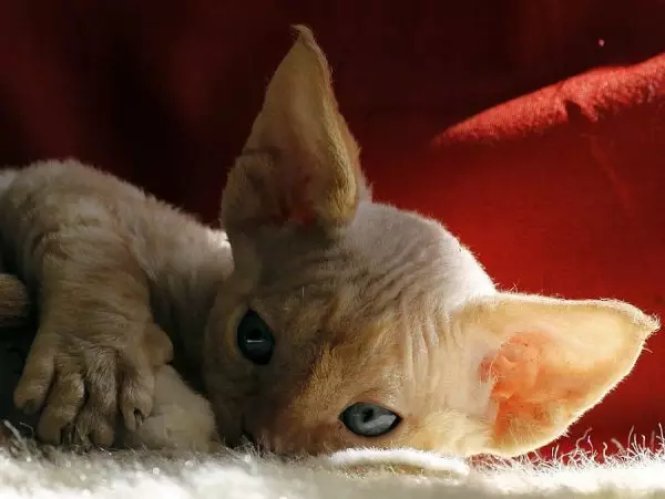 Kitten ya beige kwenye blanketi.