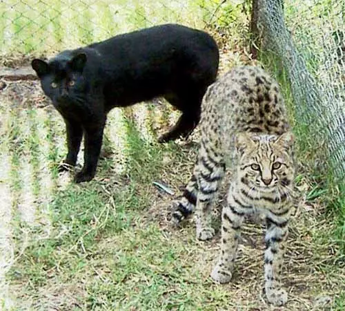 Kediler joffroy - siyah ve benekli