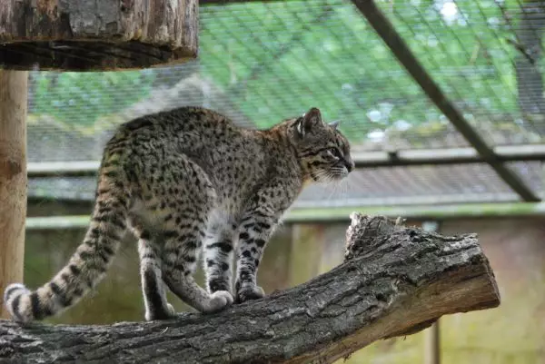 Kucing joffroy di kebun binatang