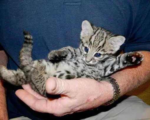 Kitten Joffroy pe mâini