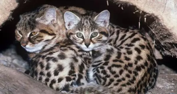 Katt joffroy med kattungar