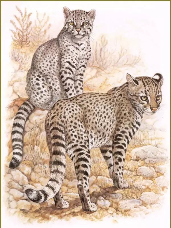 חתולים ג'ופרוי בציור