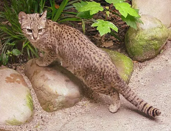 Mačka Joffroy na kamenju