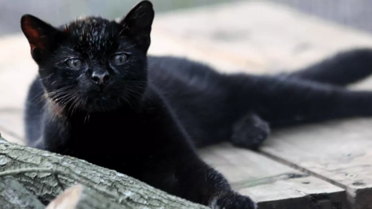 Cat Joffwrua Black.