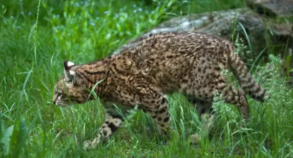 Kucing joffroy di rumput