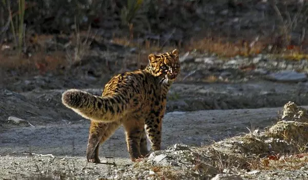 岸の大理石の猫