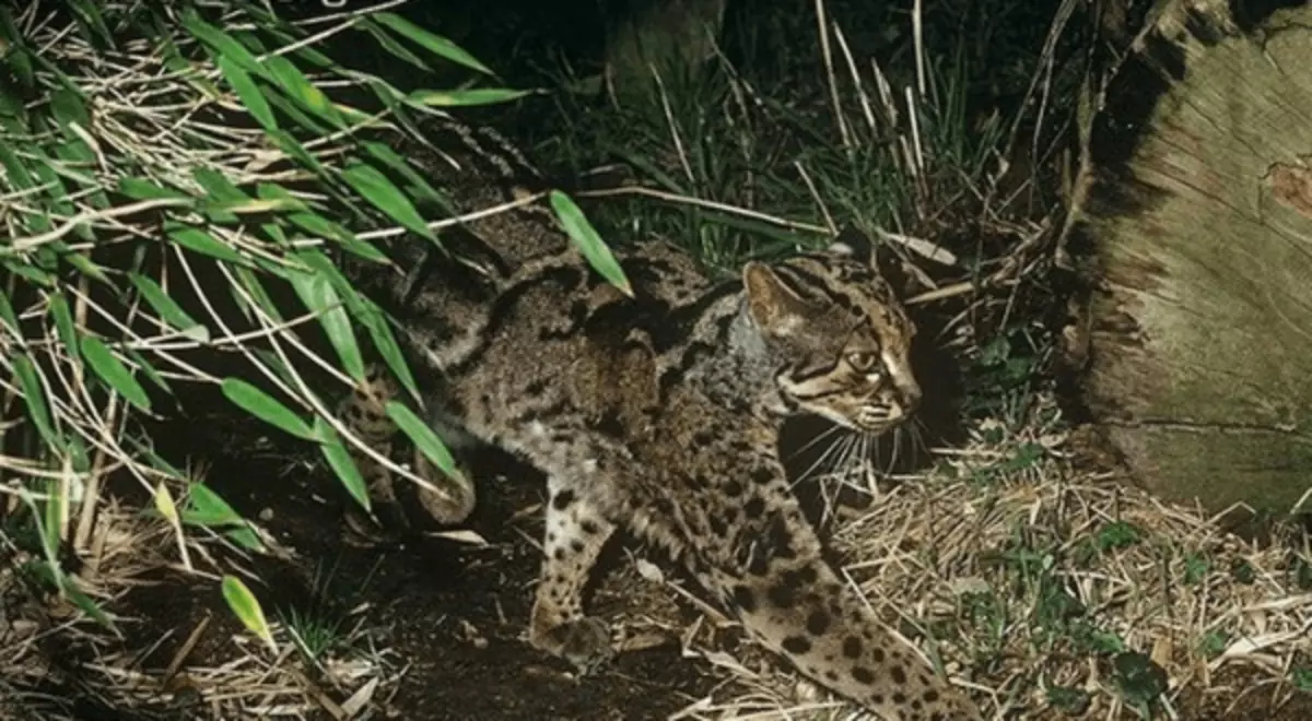 Kucing marmar pada memburu