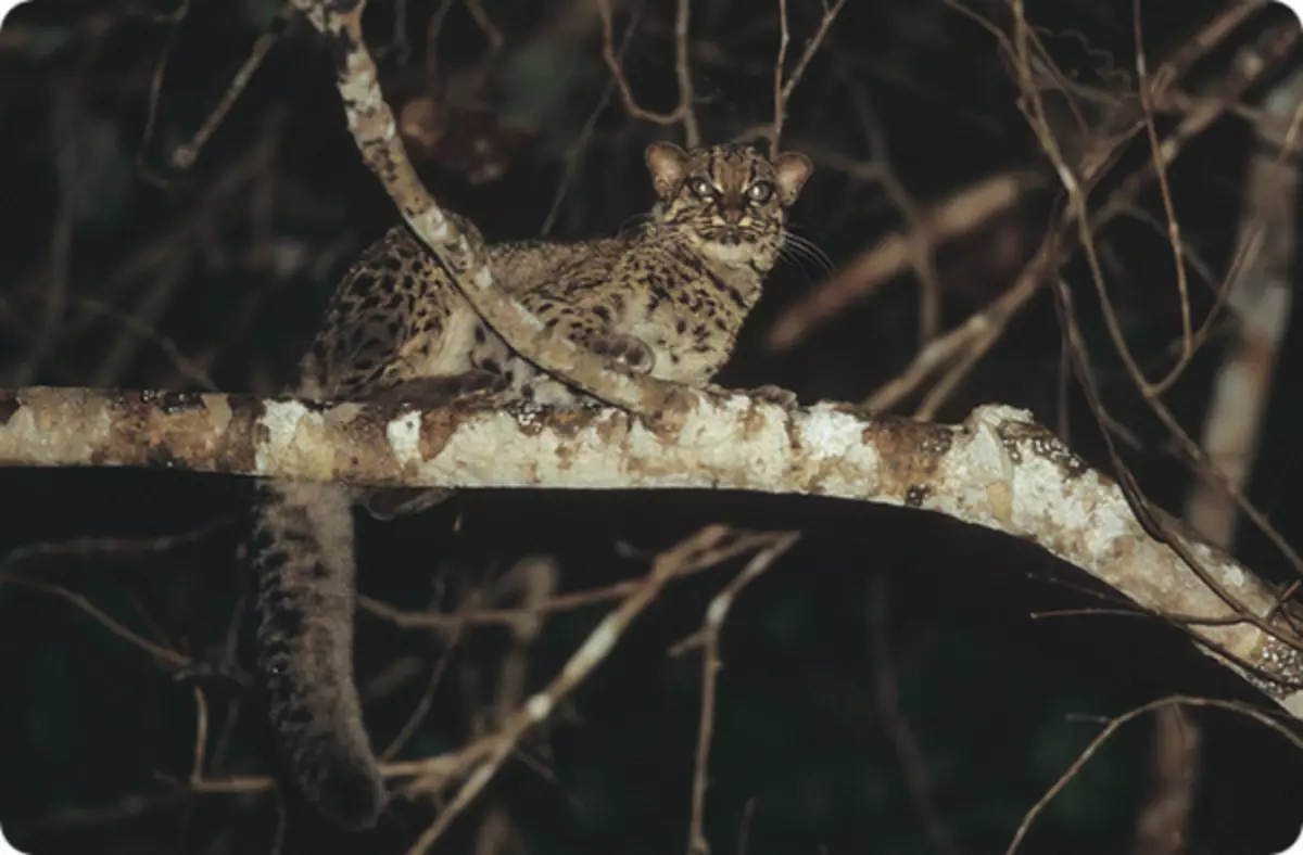 Kucing marmer di sebuah cabang