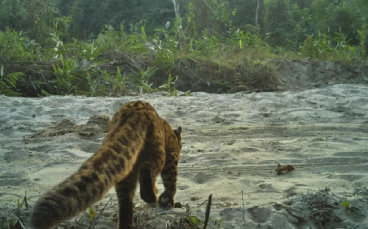 Kucing marmar dengan belakang