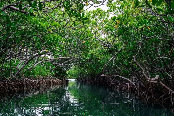 Pyll mangrove