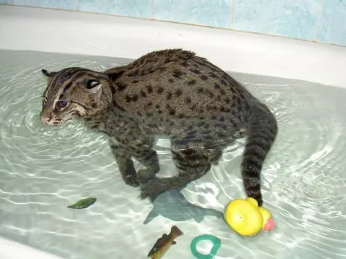 Cat Wilver në Bath
