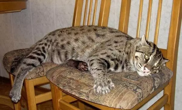 Cat Wilver në një karrige