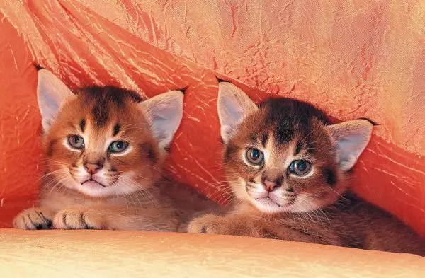Kittens Karaknet